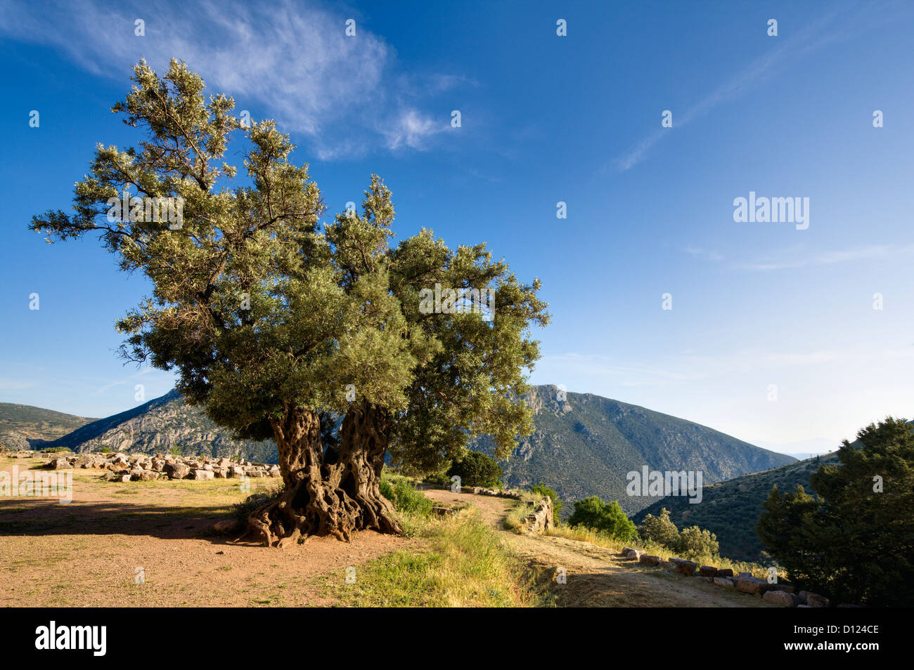 Giant Olive Tree; Delphi Greece Stock Photo - Alamy