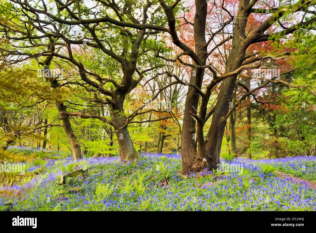 Bluebells Beech And Oak Trees In Middleton Woods; Ilkley Yorkshire ...