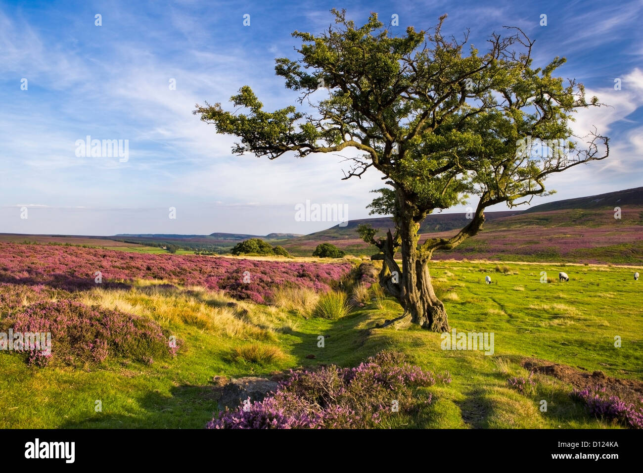 Hawthorn And Heather On The North Yorkshire Moors With Sheep Grazing ...