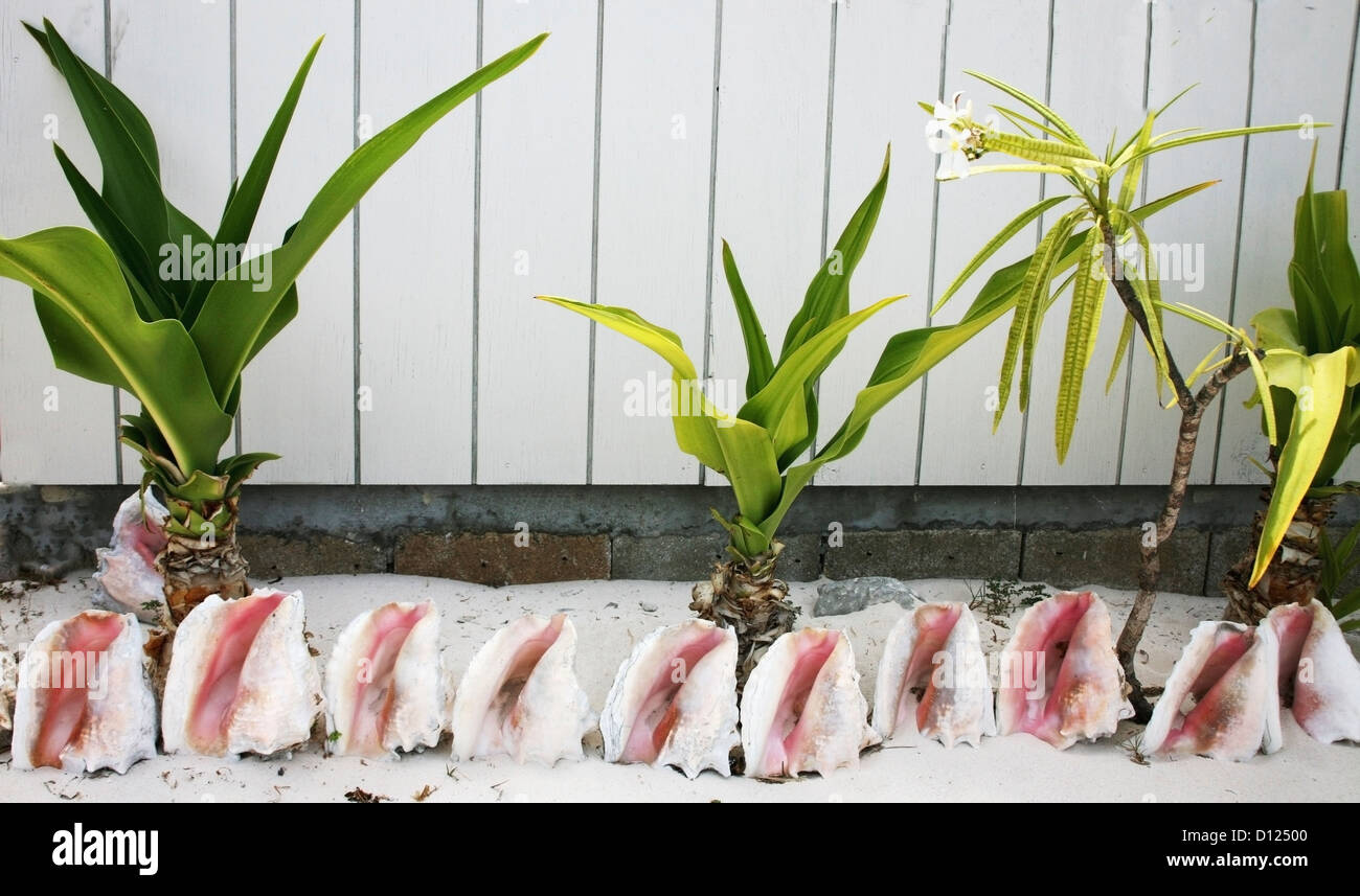 Conch Shells Lined Up In A Garden For Decoration; Anegada British ...