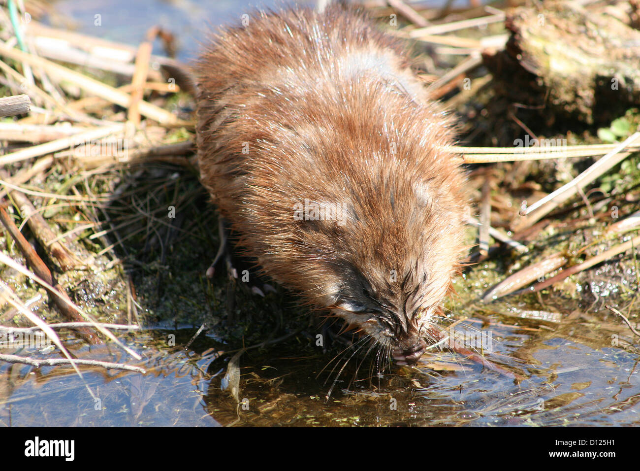 Tail of muskrat hi-res stock photography and images - Alamy