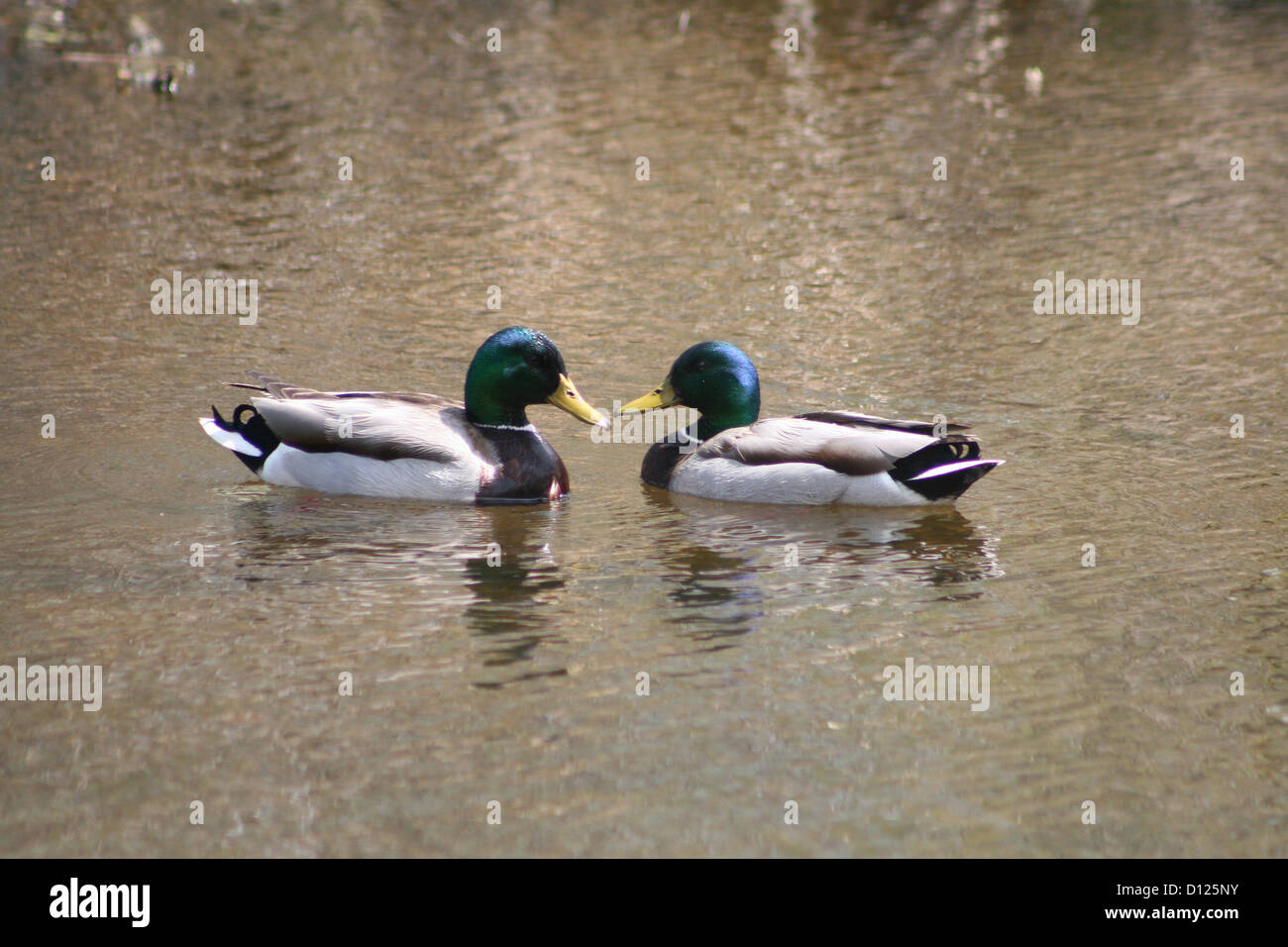 A pair of male Mallard Ducks swimming in a lake in spring in Winnipeg ...