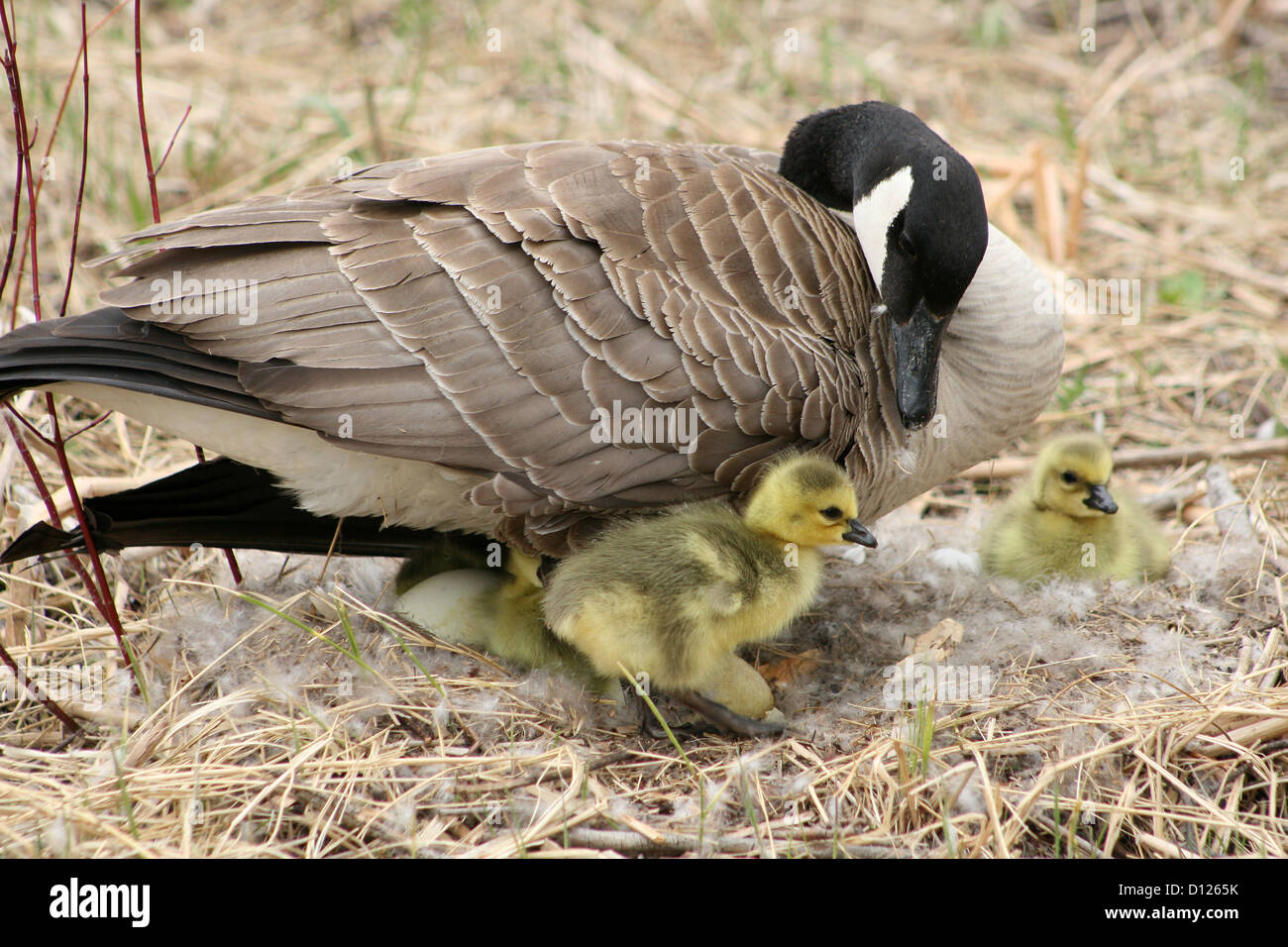 A female Canada Goose incubating eggs in a nest with two goslings ...