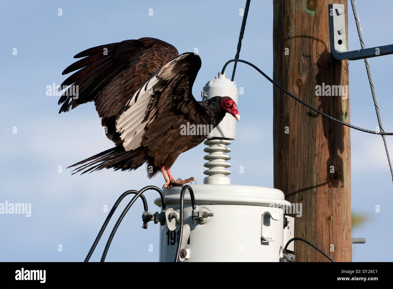 Turkey Vulture (Cathartes aura) perched on power transformer with wings ...
