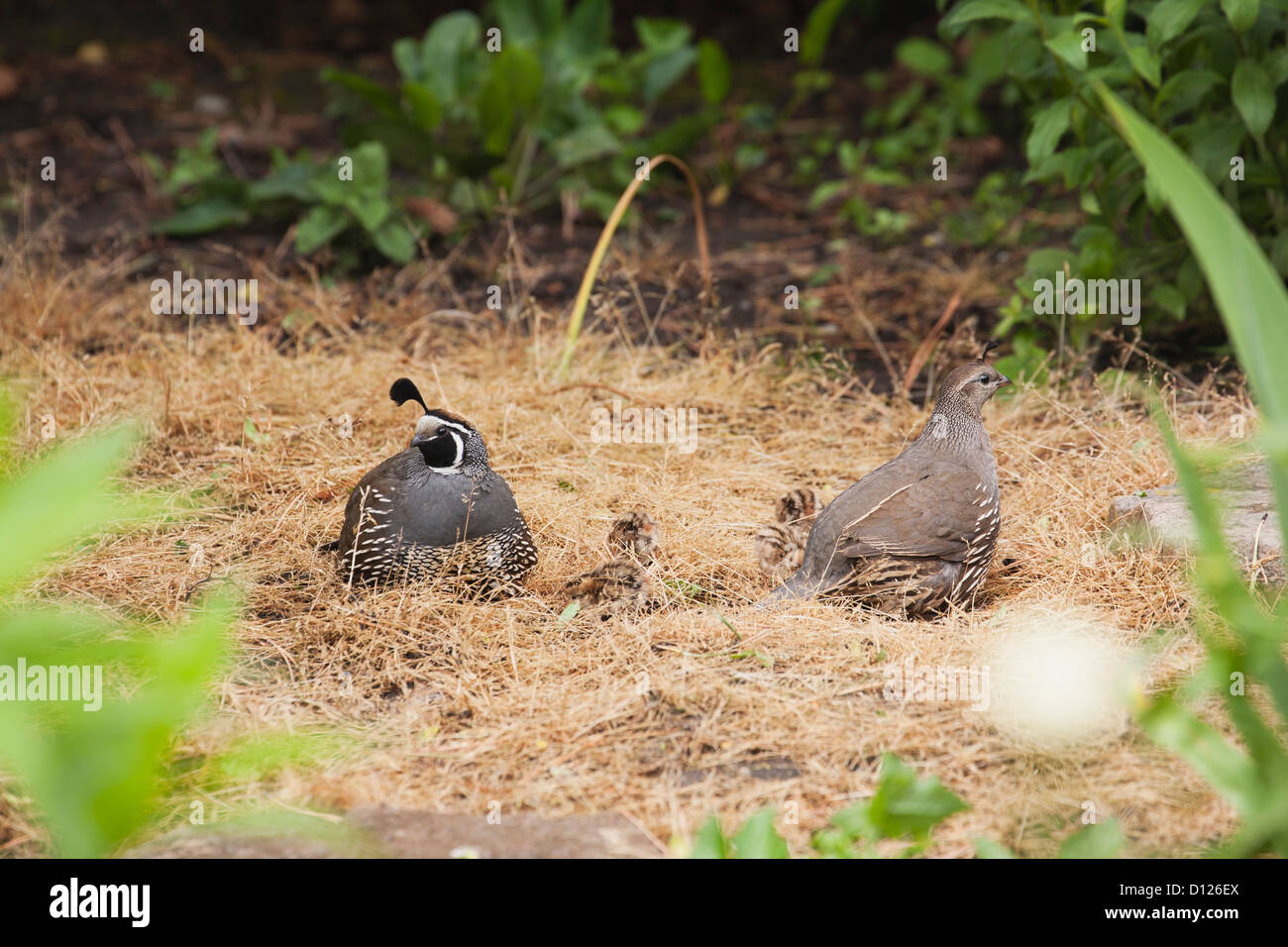 Quail chicks hi-res stock photography and images - Alamy