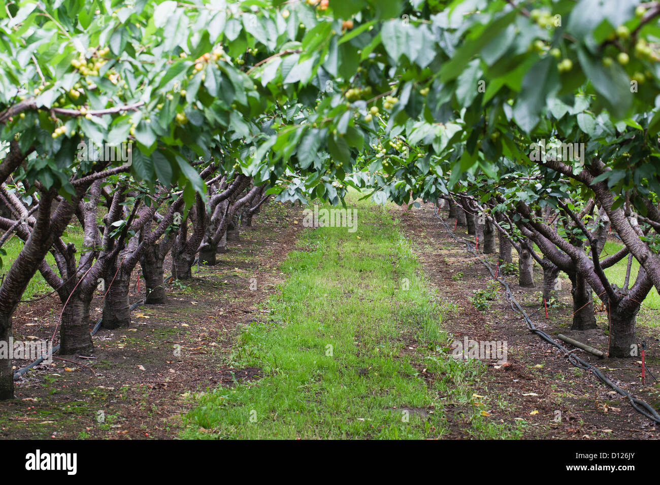A Canopy Of Rows Of Cherry Trees In An Orchard; Kelowna British ...