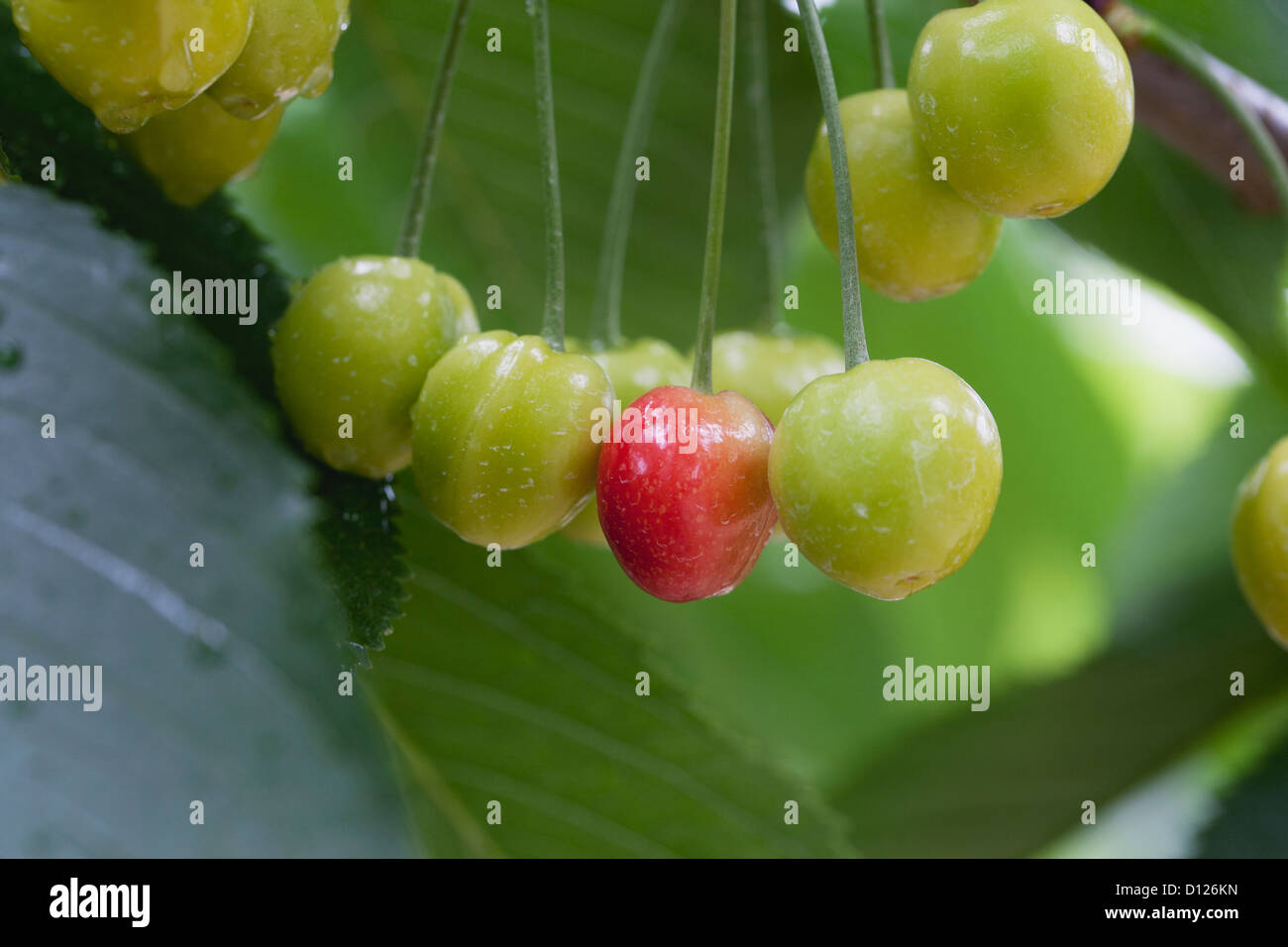 Rain, cherry trees, water hi-res stock photography and images - Alamy