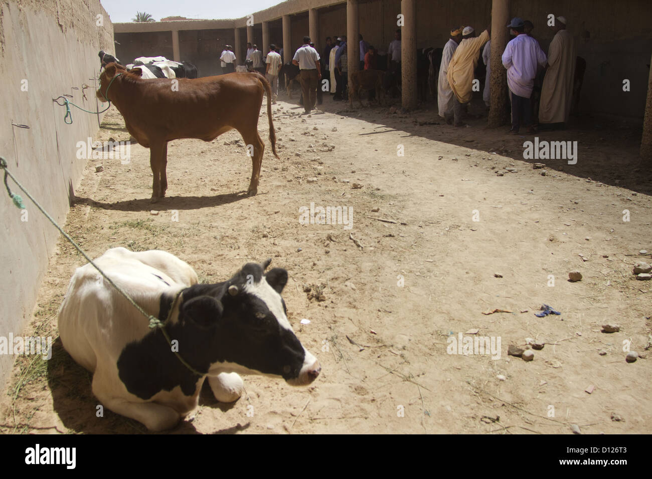 Cow market hi-res stock photography and images - Alamy