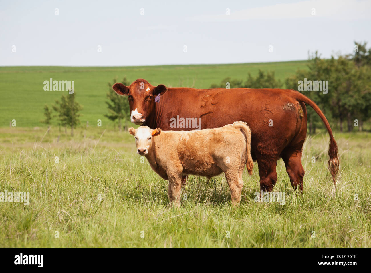 A Mother Cow And Calf In A Field With Rolling Hills In The Background ...