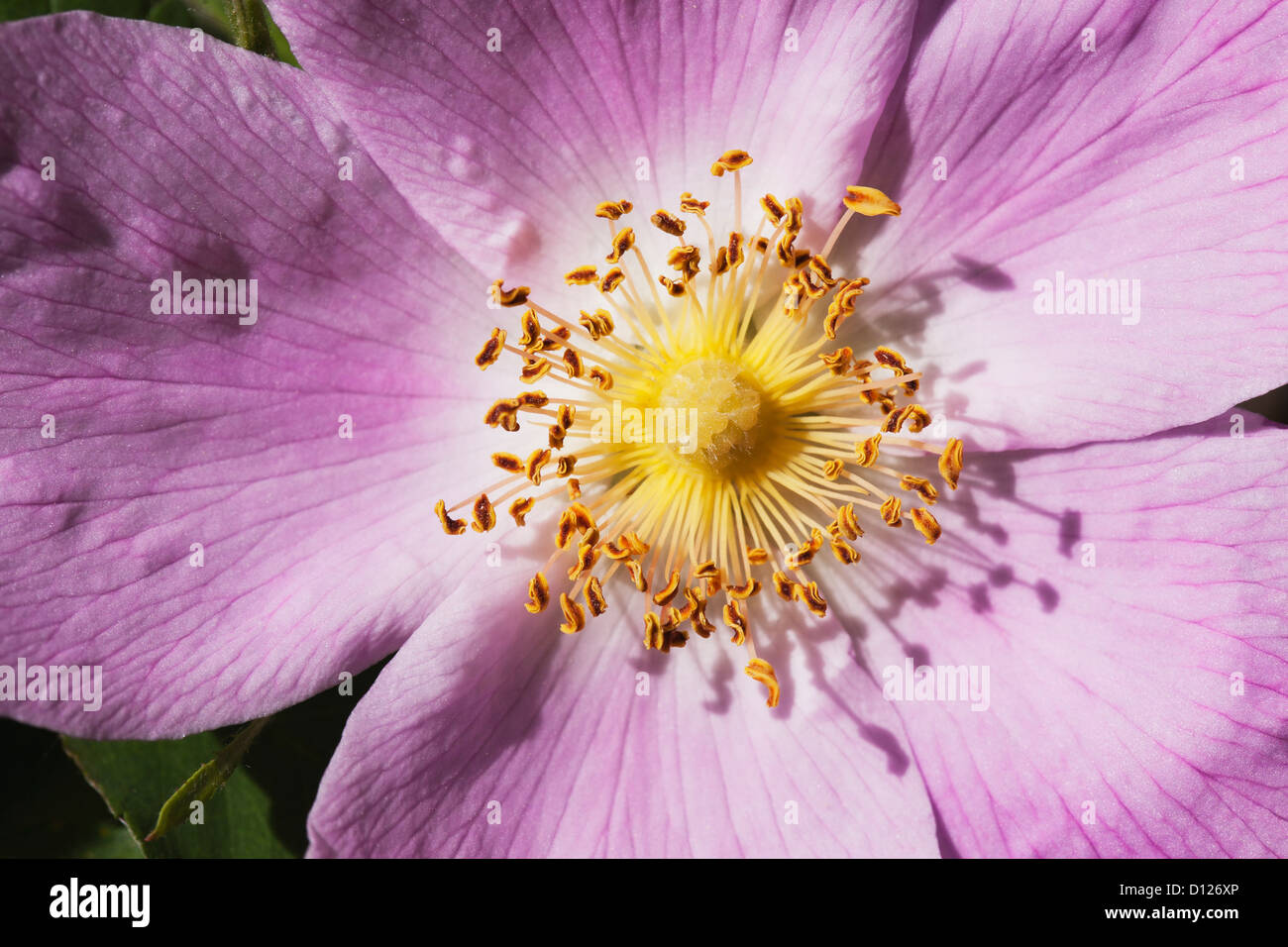 Close Up Of The Centre Of A Wild Rose; Calgary Alberta Canada Stock ...