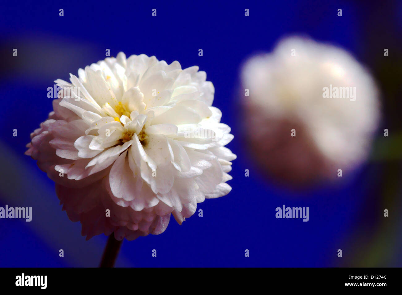 white Gypsophila on blue background Stock Photo - Alamy