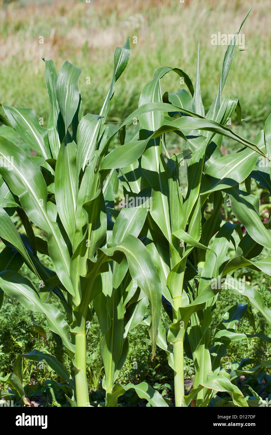 Green young corn foliage hi-res stock photography and images - Alamy