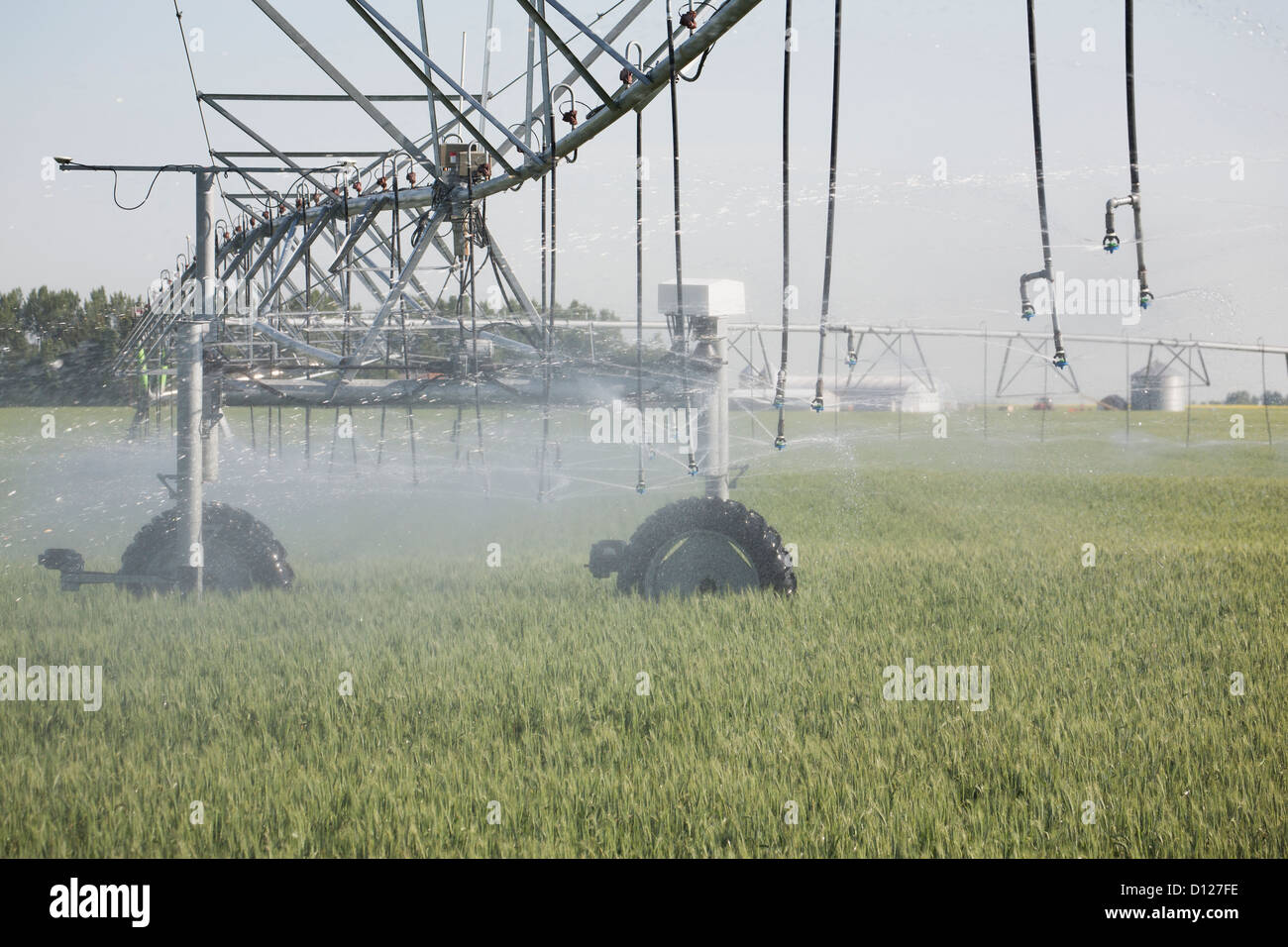 Large Irrigation System Spraying In A Green Wheat Field With Blue Sky ...
