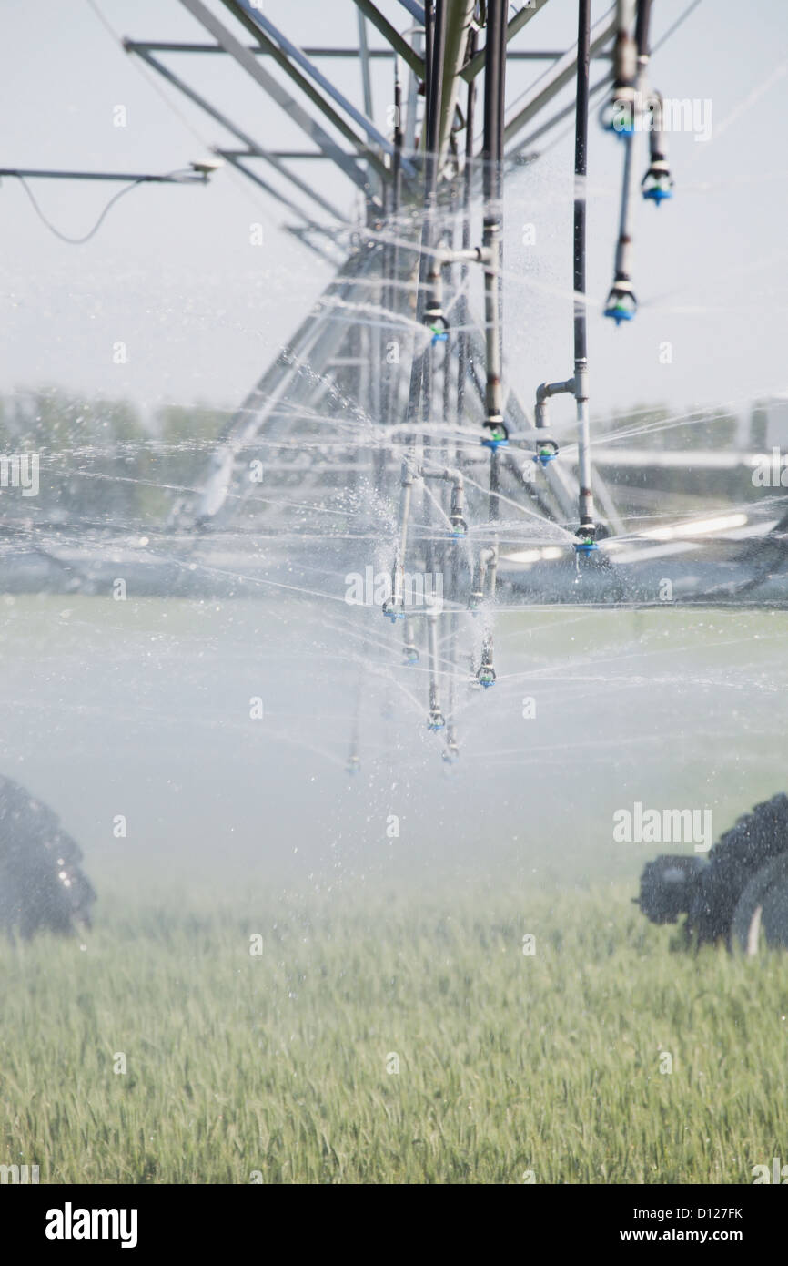 Large Irrigation System Spraying In A Green Wheat Field With Blue Sky ...