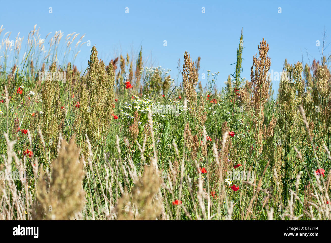 Wild field grass background against blue clear sky Stock Photo - Alamy