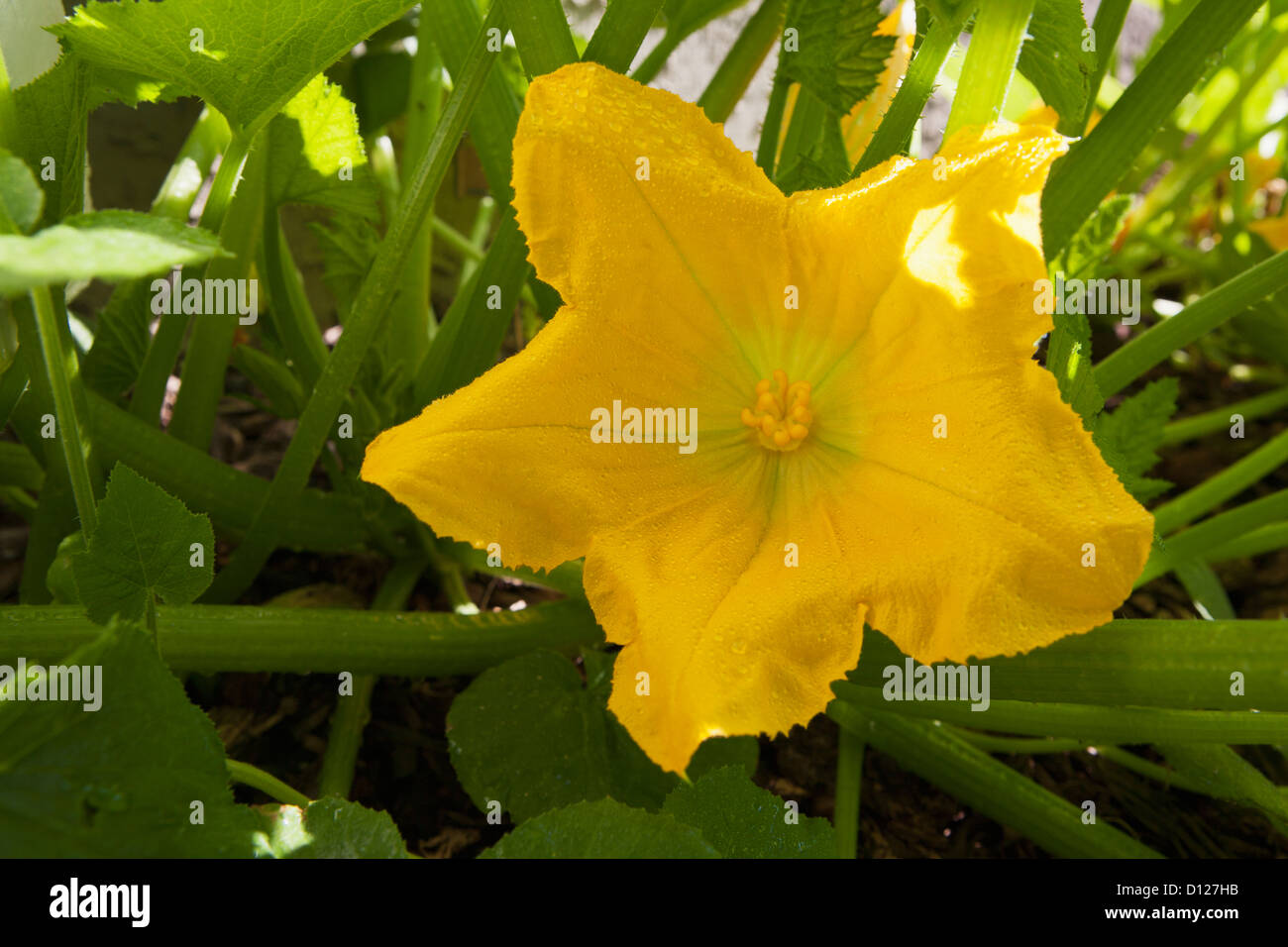 Close Up Of A Zucchini Blossom Inside A Zucchini Plant; Calgary Alberta ...