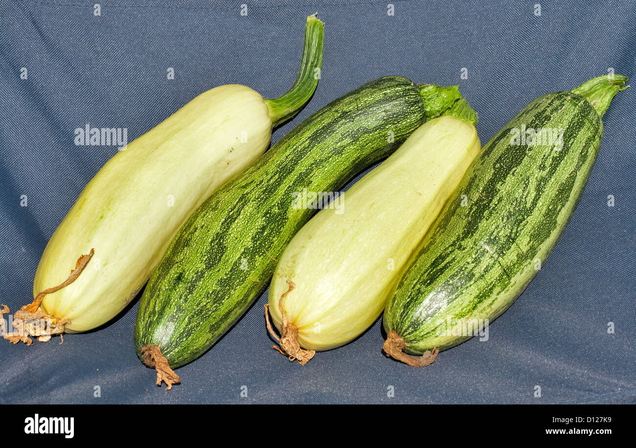 Tsukkkini hi-res stock photography and images - Alamy