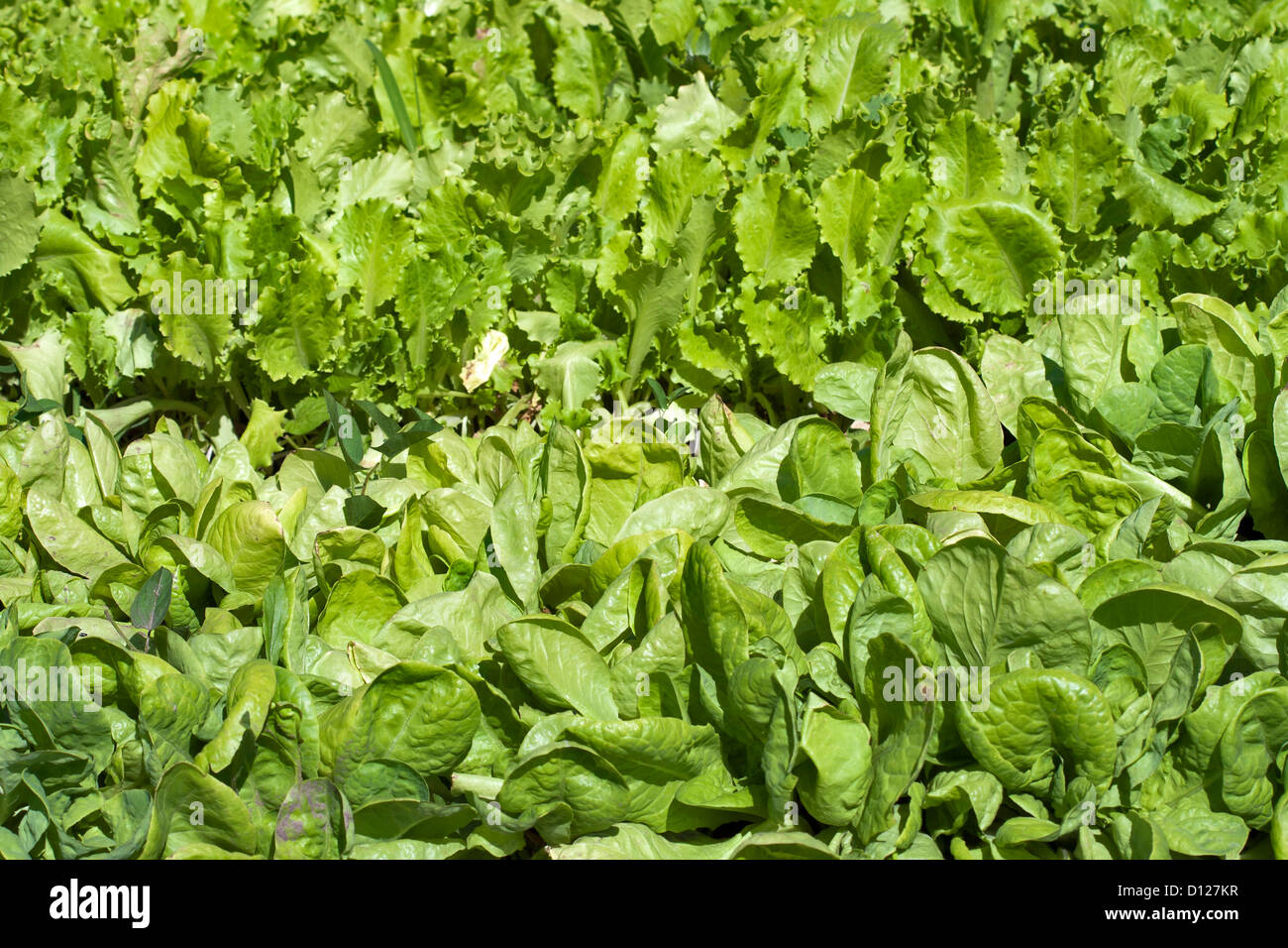 Fresh green Lettuce salad background Stock Photo - Alamy