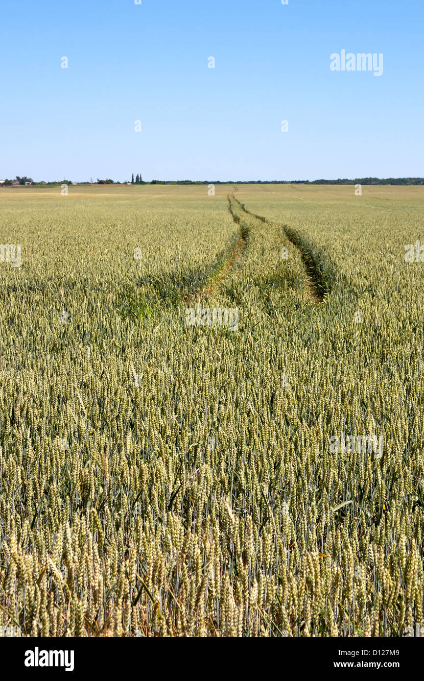 Forward tractor trace in unreap wheat field Stock Photo - Alamy
