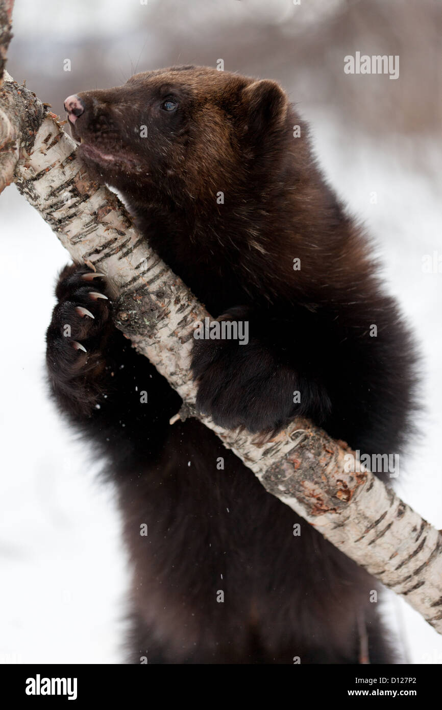 Wolverine In Snow High Resolution Stock Photography and Images - Alamy