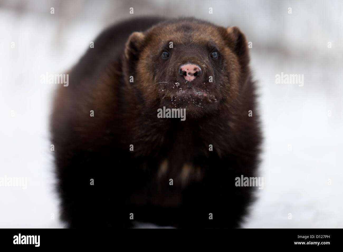 Wolverine in snow hi-res stock photography and images - Alamy
