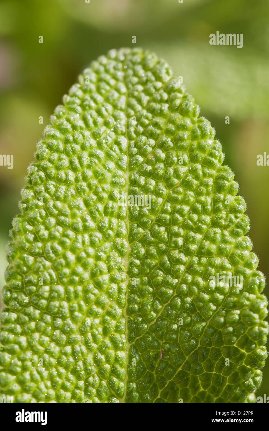 Sage green pattern hi-res stock photography and images - Alamy