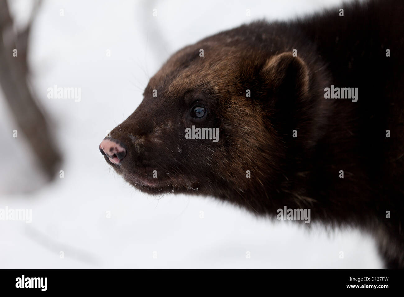 Wolverine Winter High Resolution Stock Photography and Images - Alamy