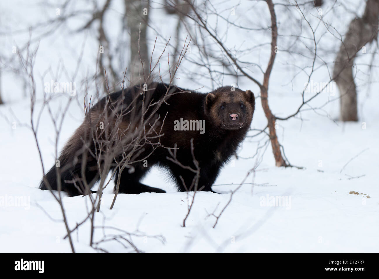 Wolverine snow hi-res stock photography and images - Alamy