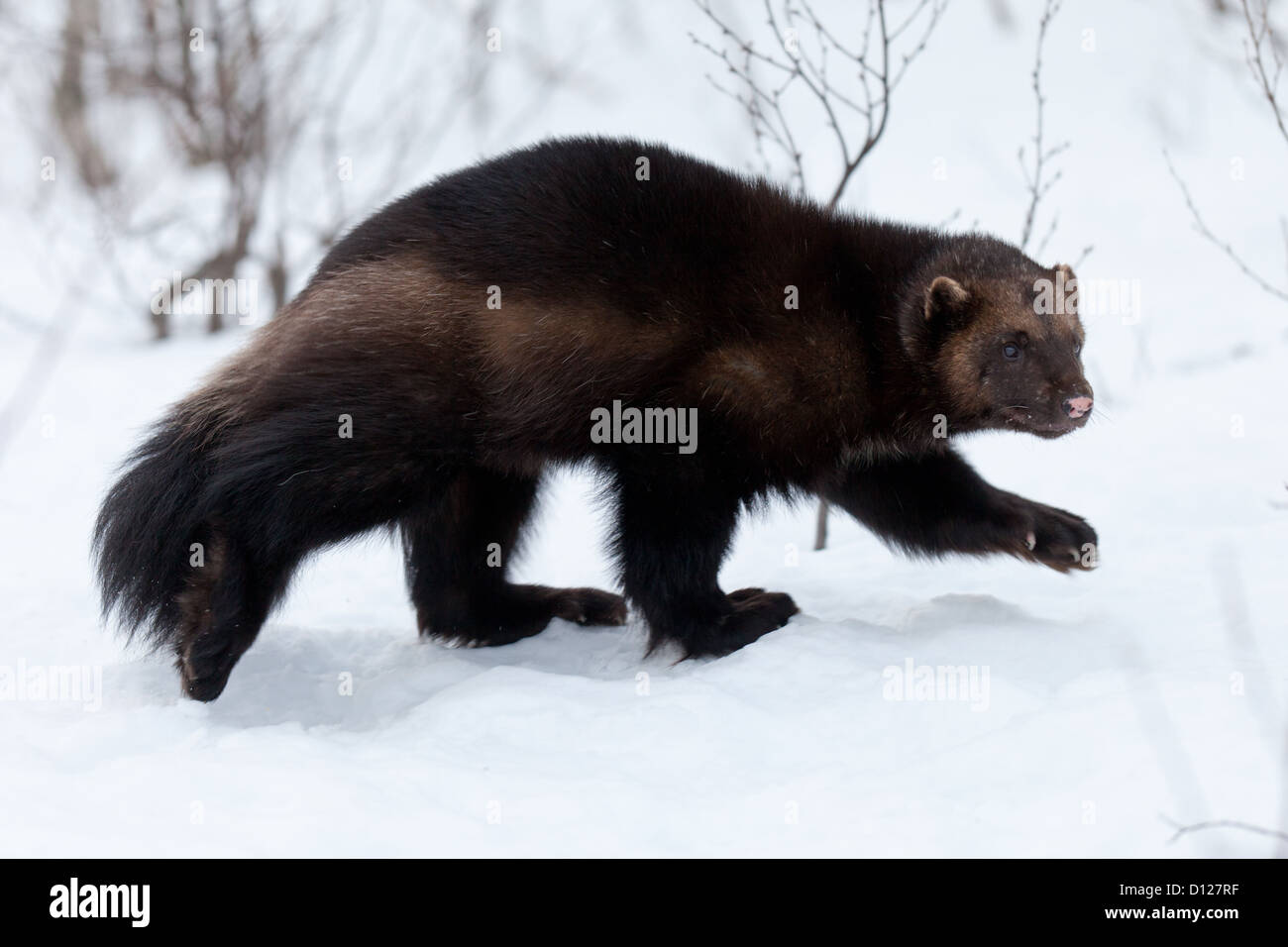 Wolverine in snow hi-res stock photography and images - Alamy