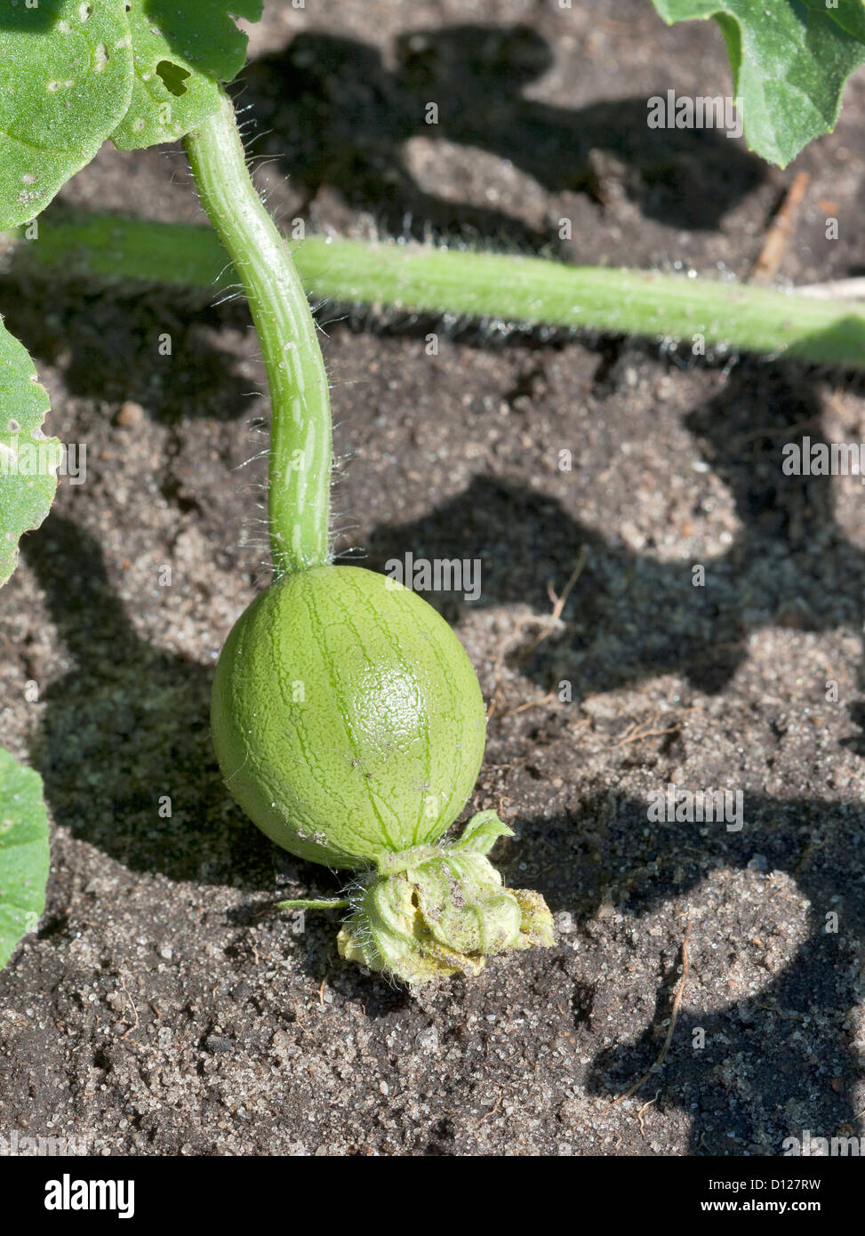 Young green watermelon on the ground Stock Photo - Alamy