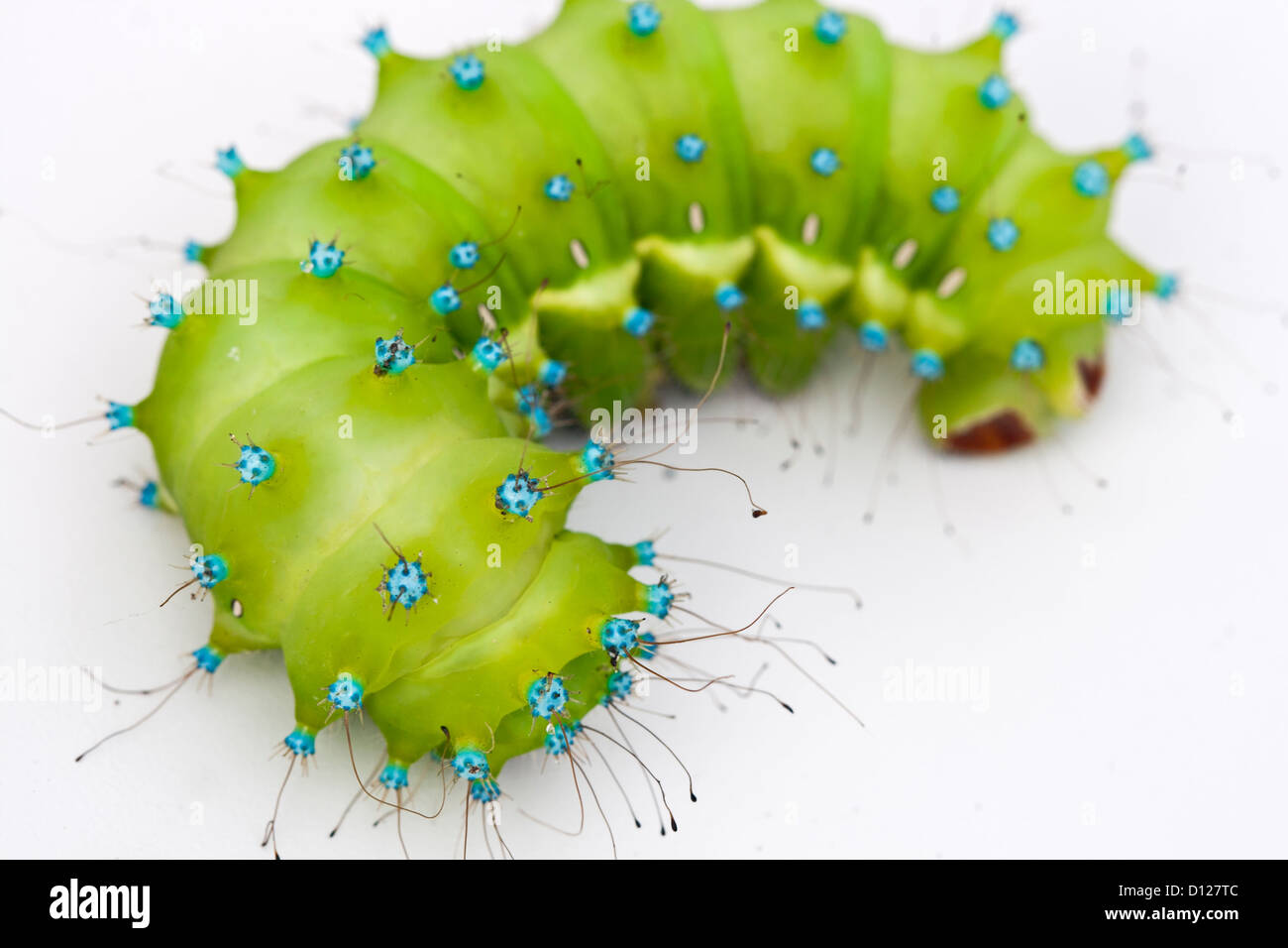 Giant Silk Moth Caterpillar