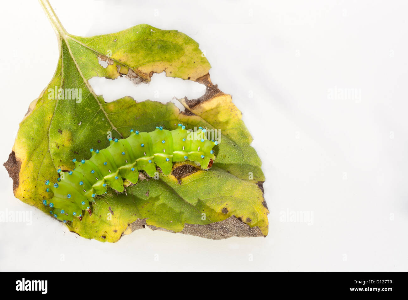 Caterpillar of a giant silk moth eating green leaf Stock Photo - Alamy