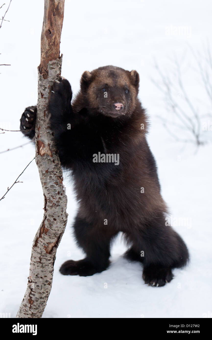 Wolverine in the snow Stock Photo - Alamy