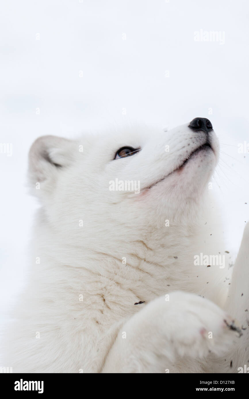 Arctic fox in the snow Stock Photo - Alamy