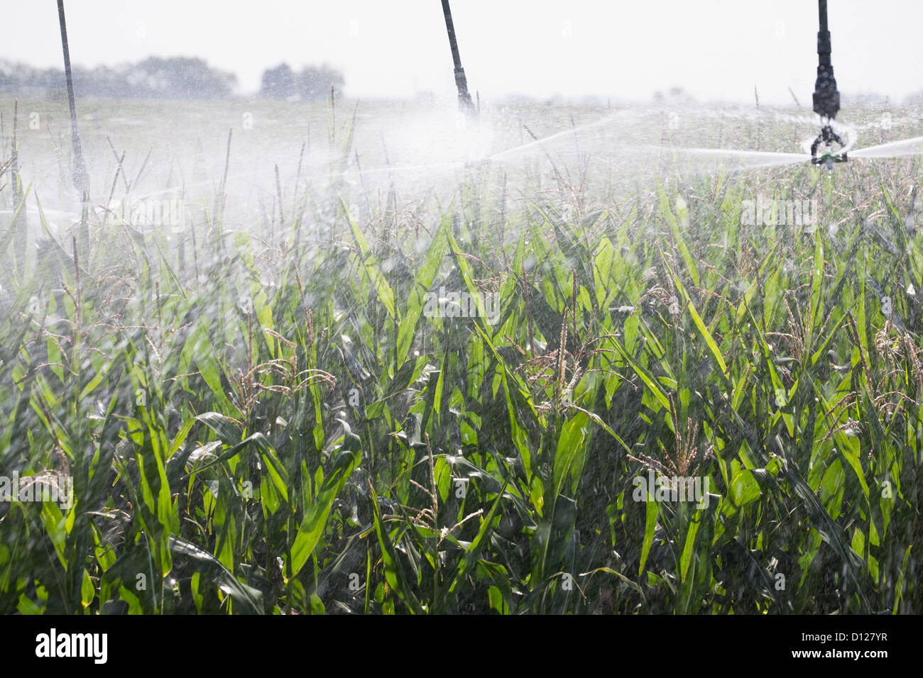 Corn crop irrigation hi-res stock photography and images - Alamy