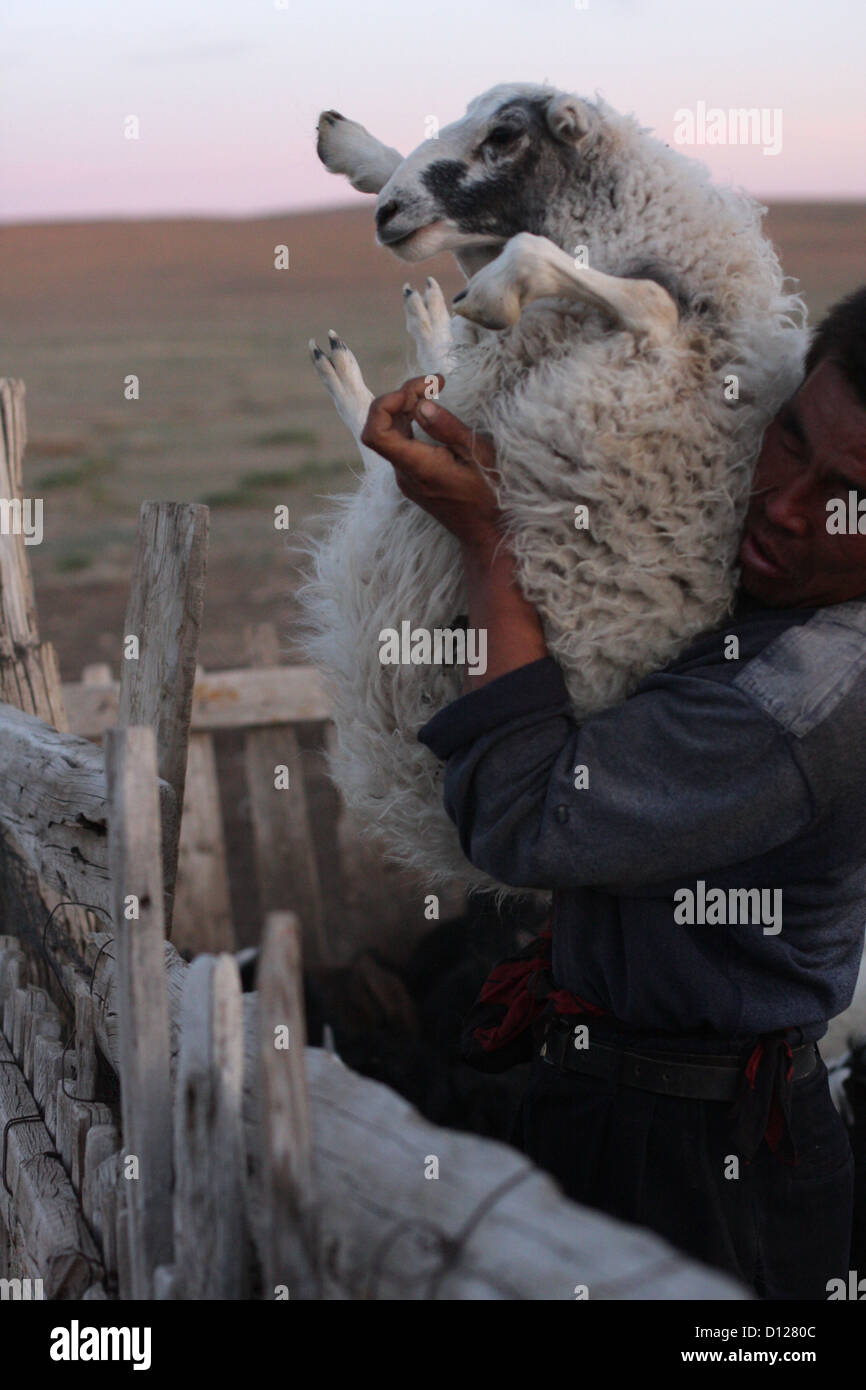 Nomad man with his sheep, Gobi desert Stock Photo - Alamy