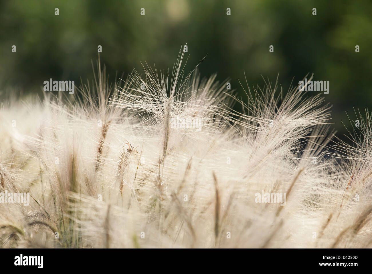 Close Up Of Foxtail Weeds Backlit At Sunset; Alberta Canada Stock Photo ...