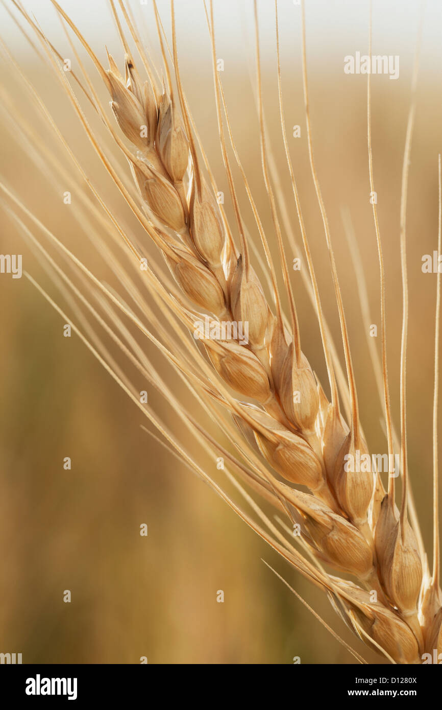 Head of wheat grains hi-res stock photography and images - Alamy