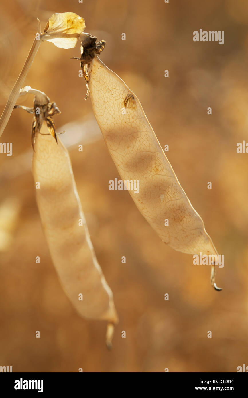 Translucent seed pods hi-res stock photography and images - Alamy