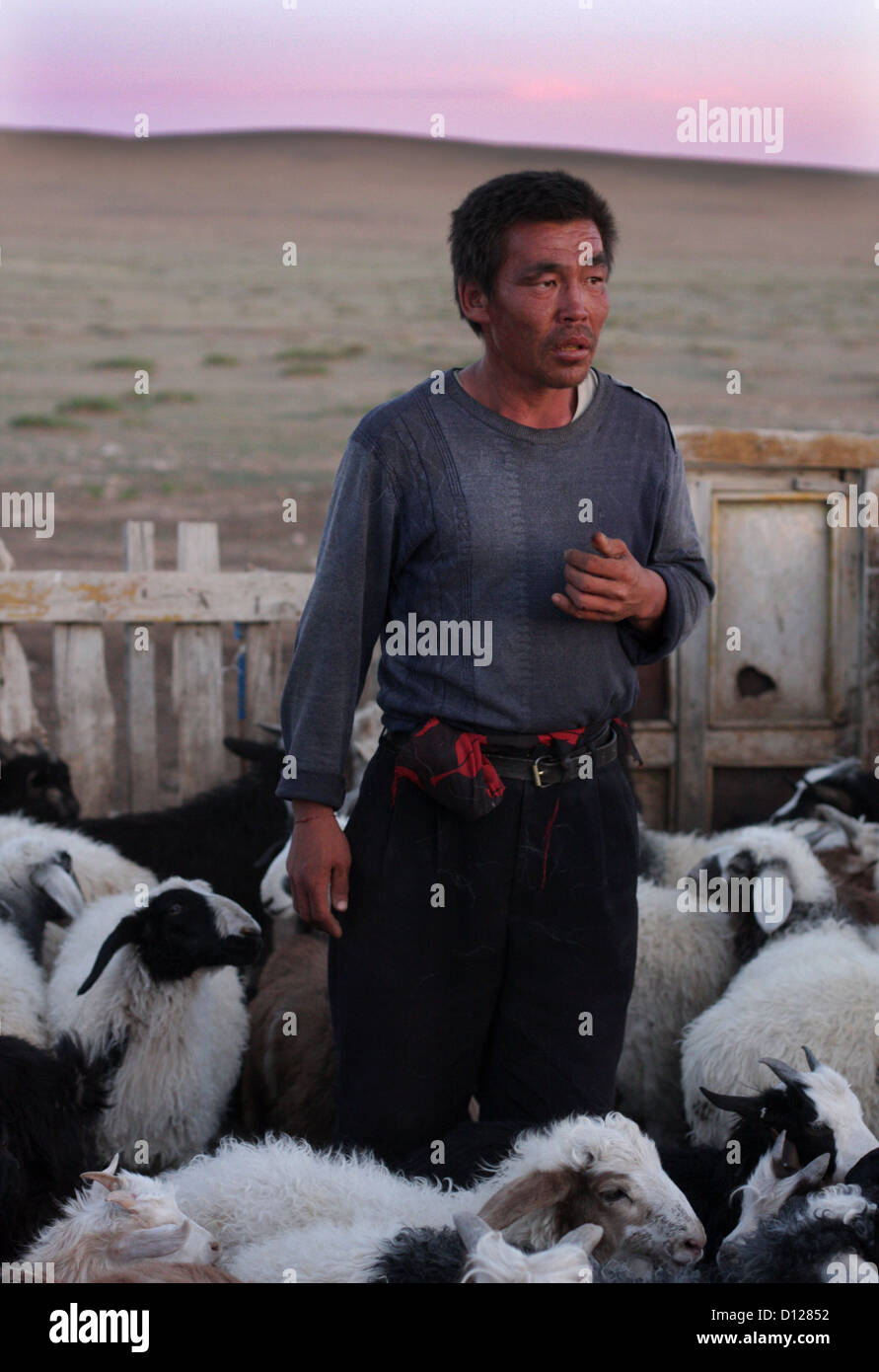 Nomad man with his sheep, Gobi desert Stock Photo - Alamy