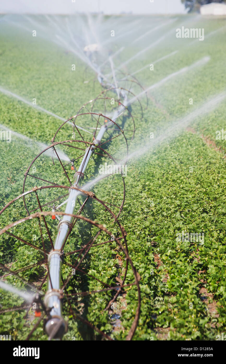 Water Irrigation Spraying Watering Potato High Resolution Stock ...