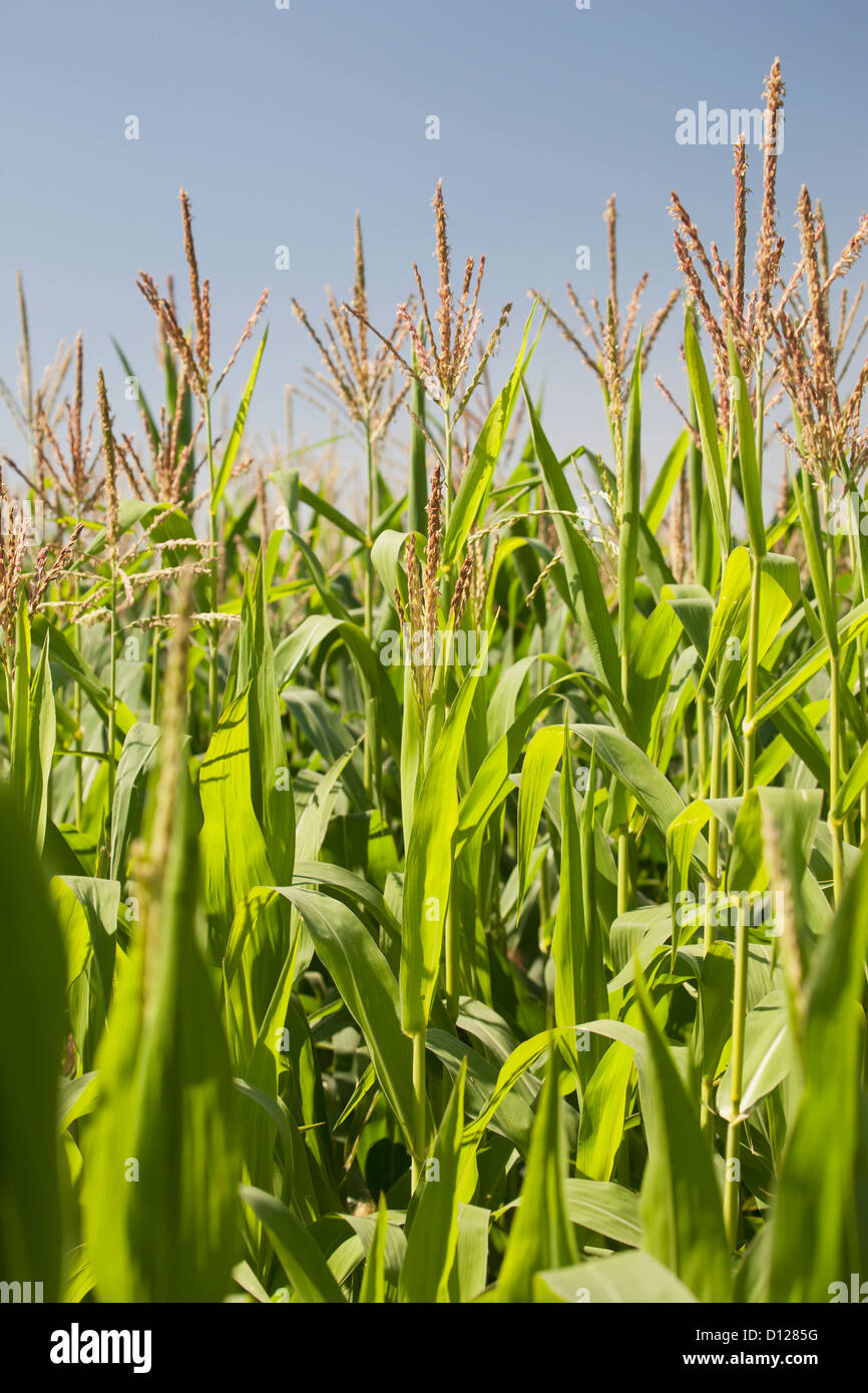 Corn stalk hi-res stock photography and images - Alamy