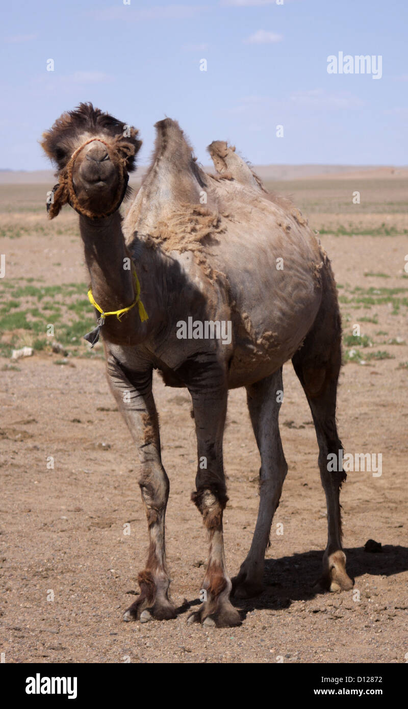Bactrian camel, Gobi desert Stock Photo - Alamy