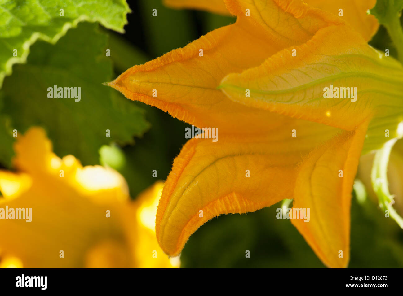 Extreme Close Up Of A Zucchini Blossom Inside A Zucchini Plant; Calgary ...