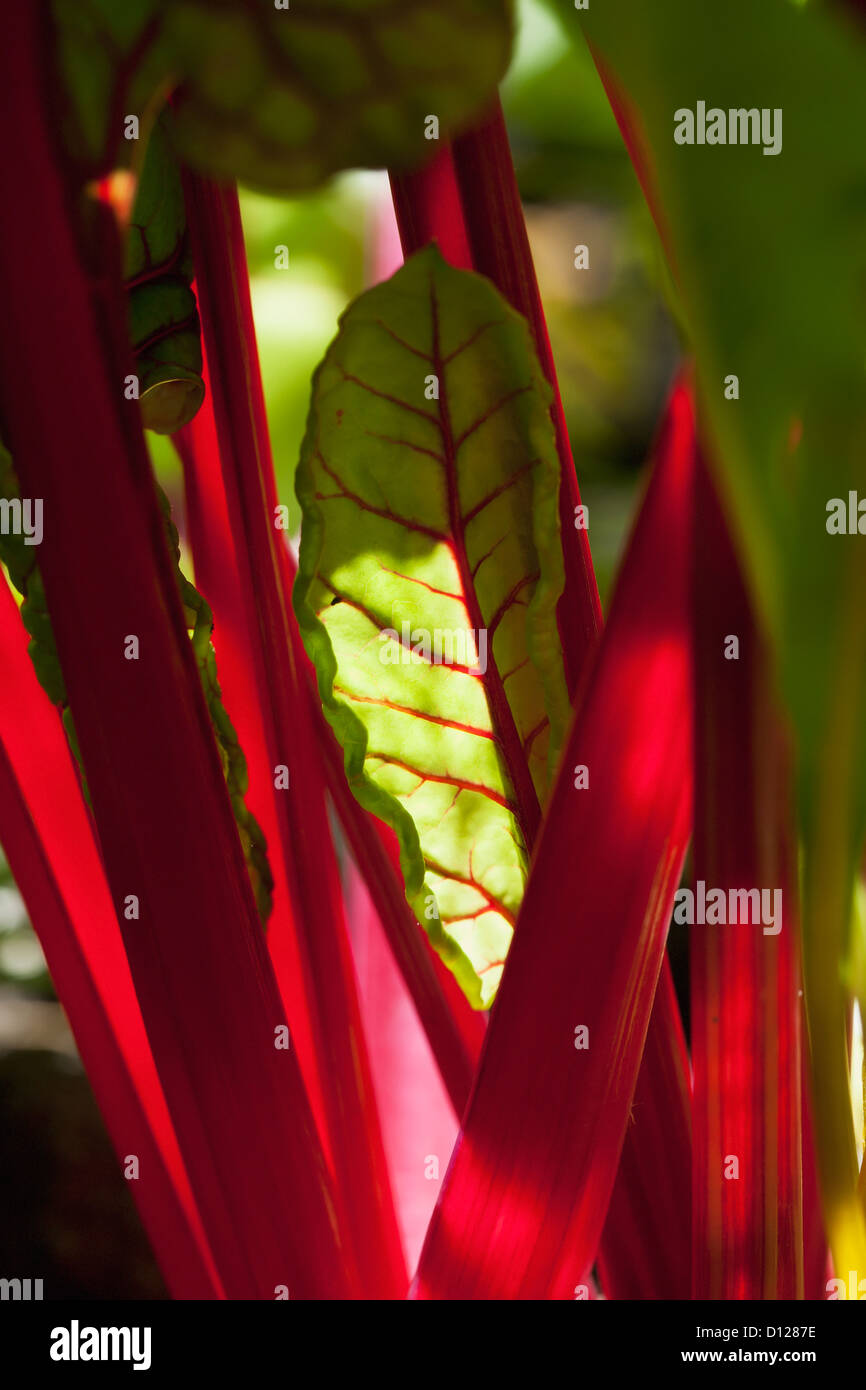 Extreme Close Up Of An Early Swiss Chard Leave Framed Around Red Stems ...