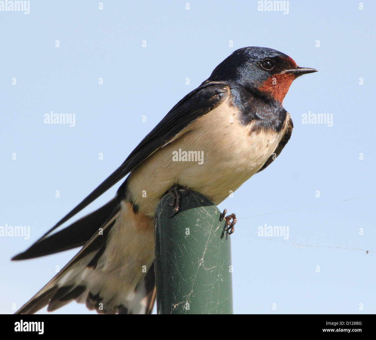 Close-up of a barn swallow in profile posing on a perch with fanned-out ...