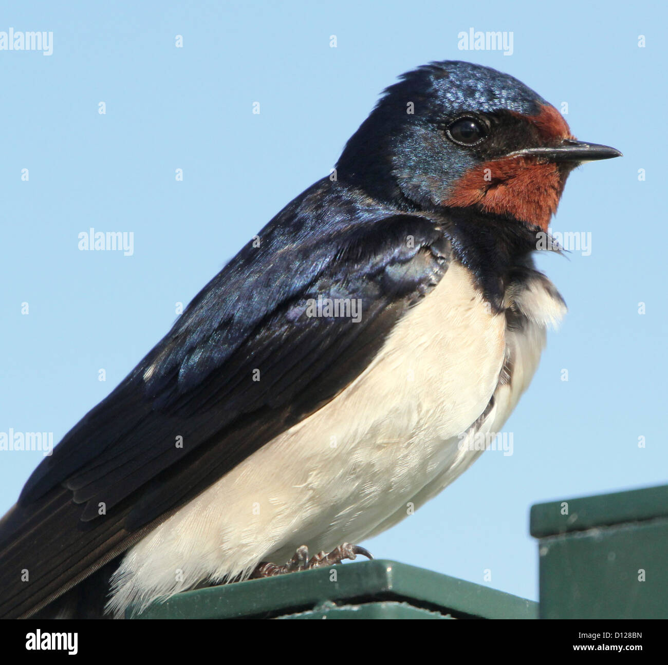European Barn swallow (Hirundo rustica) posing on a fence Stock Photo ...
