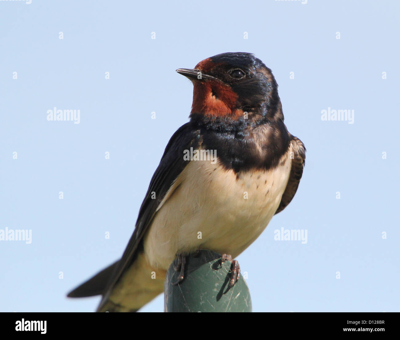 Detailed close up of a European Barn swallow (Hirundo rustica) posing ...