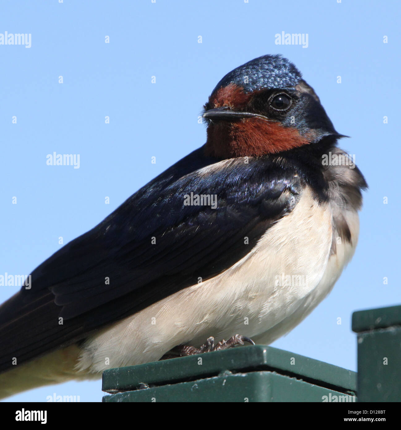 Extremely detailed close-up of a barn swallow posing on a perch Stock ...