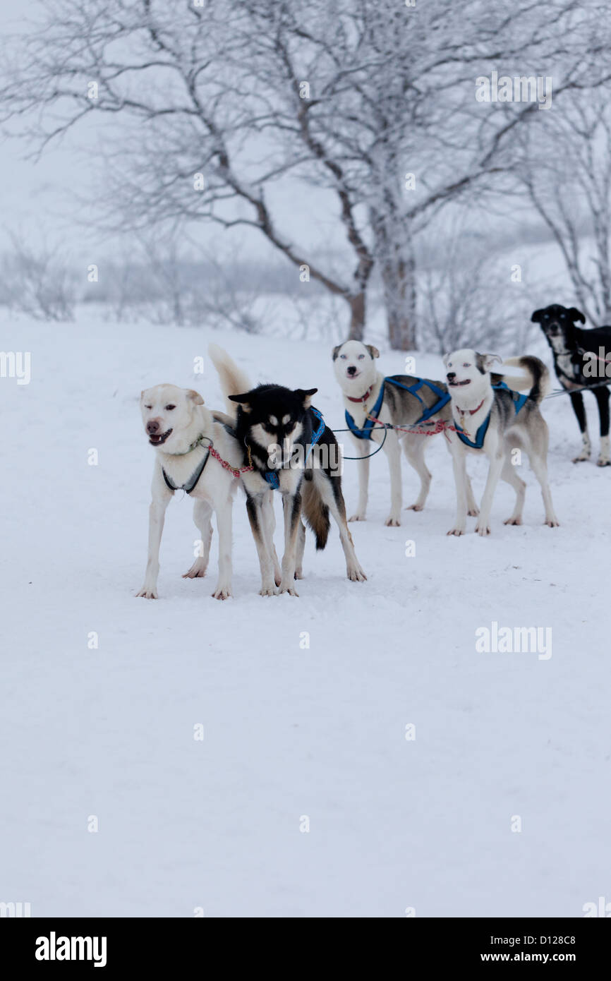 A high resolution image of a husky dog sled team racing Stock Photo - Alamy